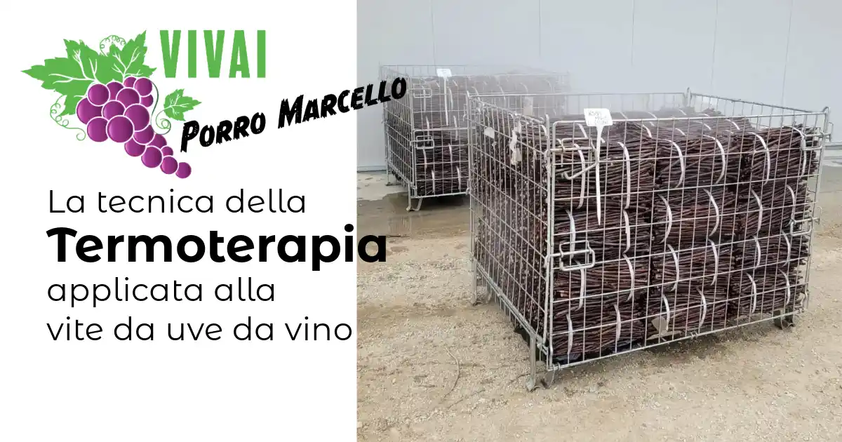 La Termoterapia come prevenzione - Porro Marcello